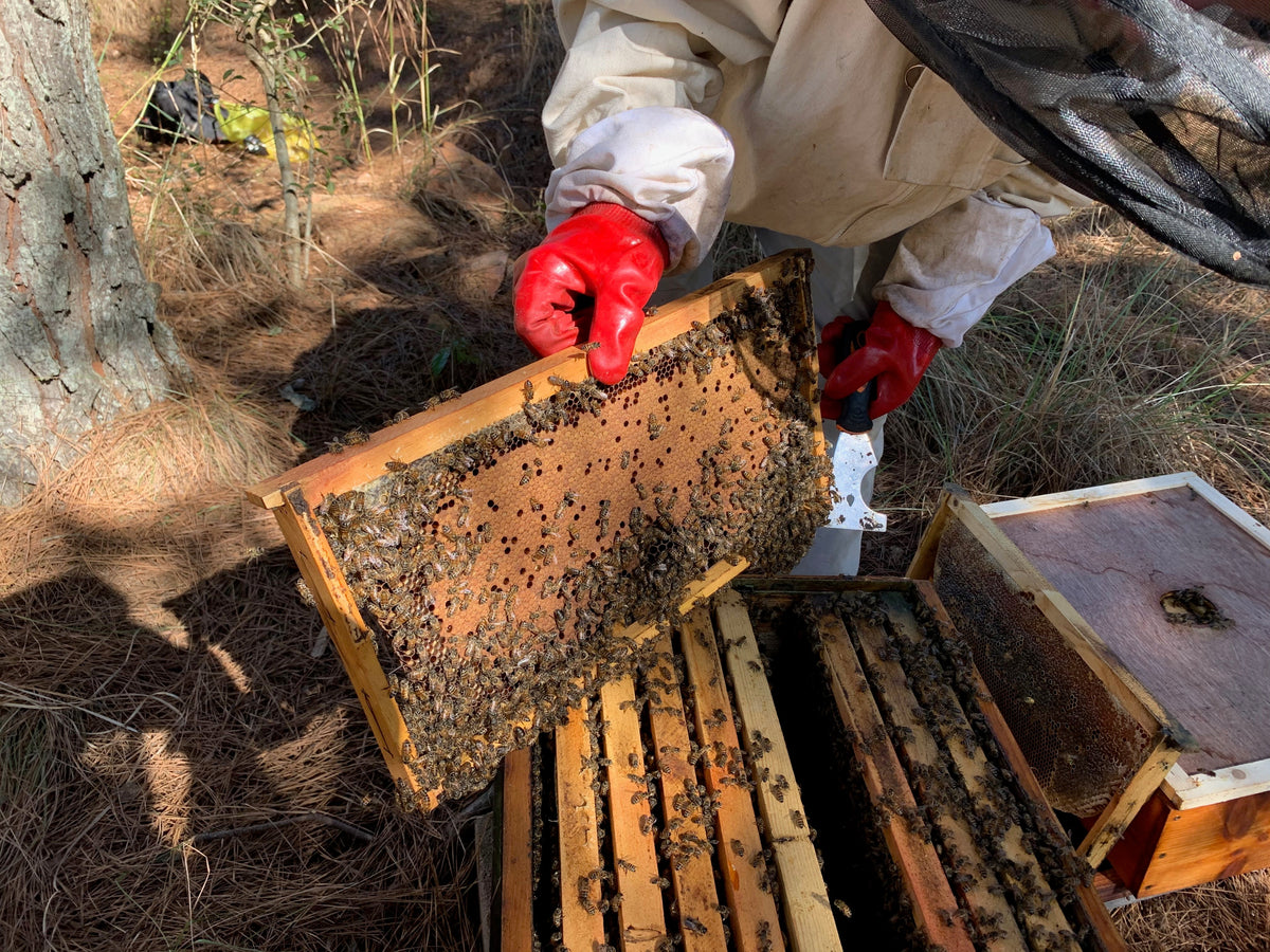 Beekeeping Equipment – Page 4 – Bee Happy Beekeeping