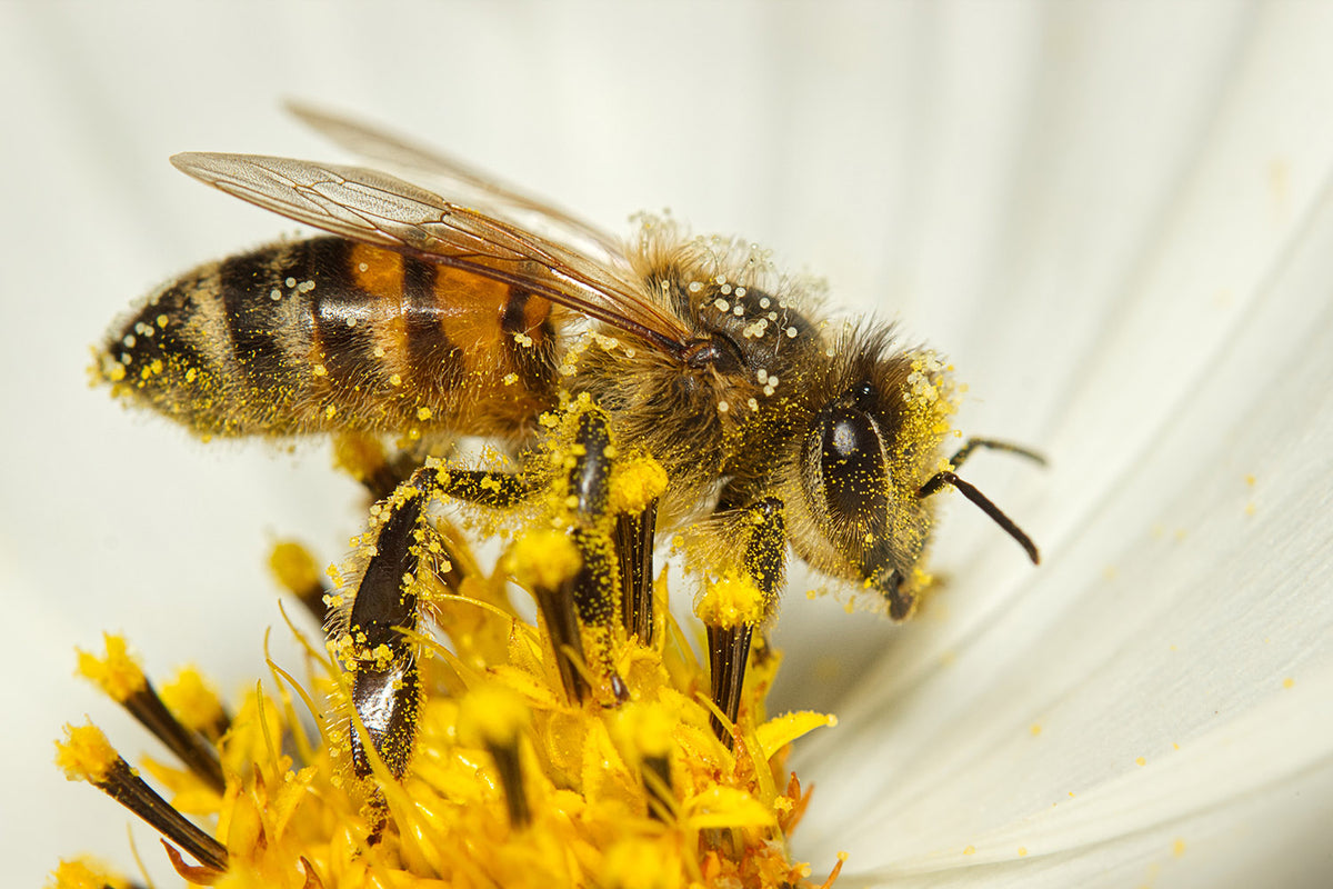 The Importance of Pollination – Bee Happy Beekeeping