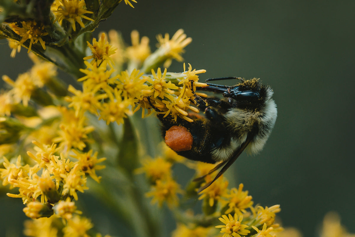 Solitary Bees – Bee Happy Beekeeping