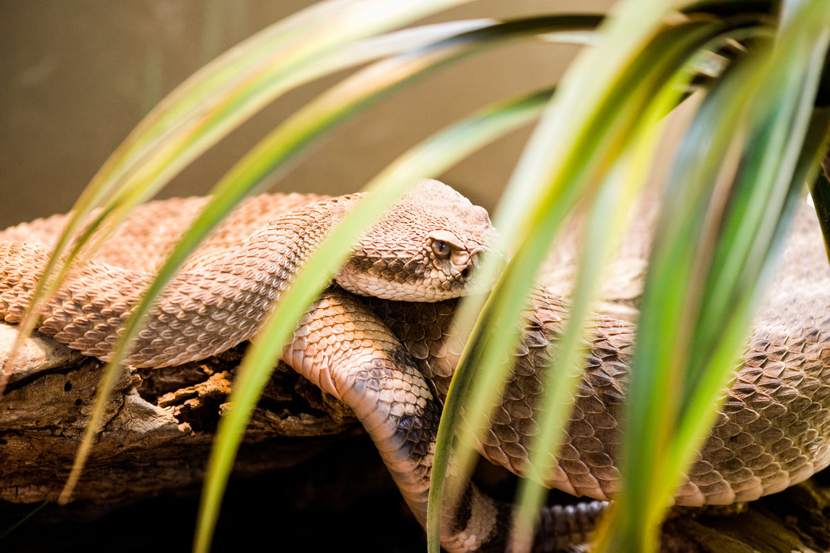 Reptile Enclosure – Bee Happy Beekeeping